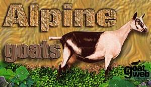 Alpine Goats : GoatWeb